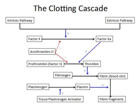Blood Clotting and Coagulation – How to Reduce Your Risk! | Arizona ...