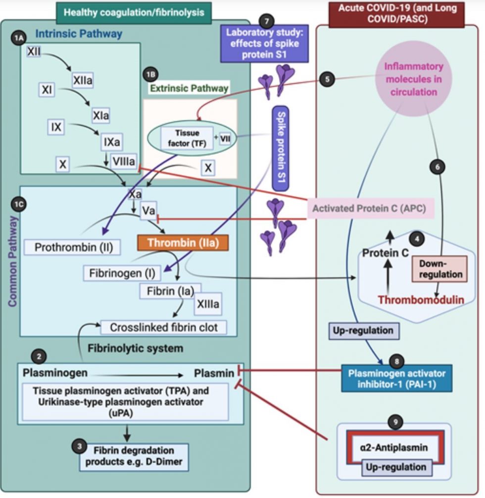 Blood Clotting and Coagulation – How to Reduce Your Risk! | Arizona ...
